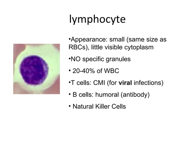 Morphology of white blood cells | PPT