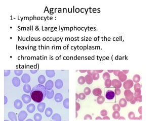 Morphology of white blood cells | PPT