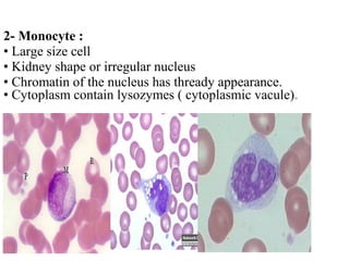 Morphology of white blood cells | PPT