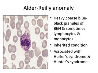 Morphology of white blood cells | PPT