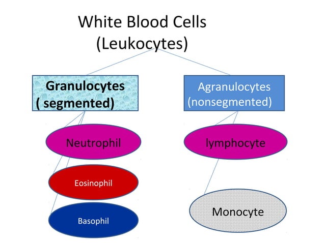 Morphology of white blood cells | PPT