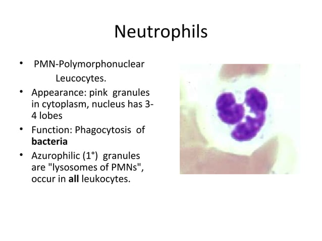 Morphology of white blood cells | PPT