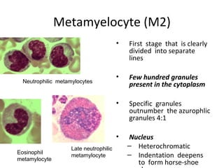 Morphology of white blood cells | PPT