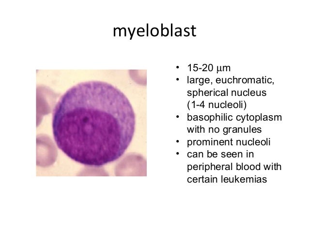 White Blood Cells Morphology Chart