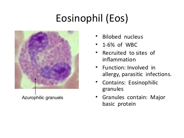 White Blood Cells Morphology Chart