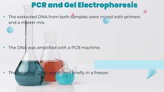 Princess Margaret The DNA Barcoding Project final.pptx