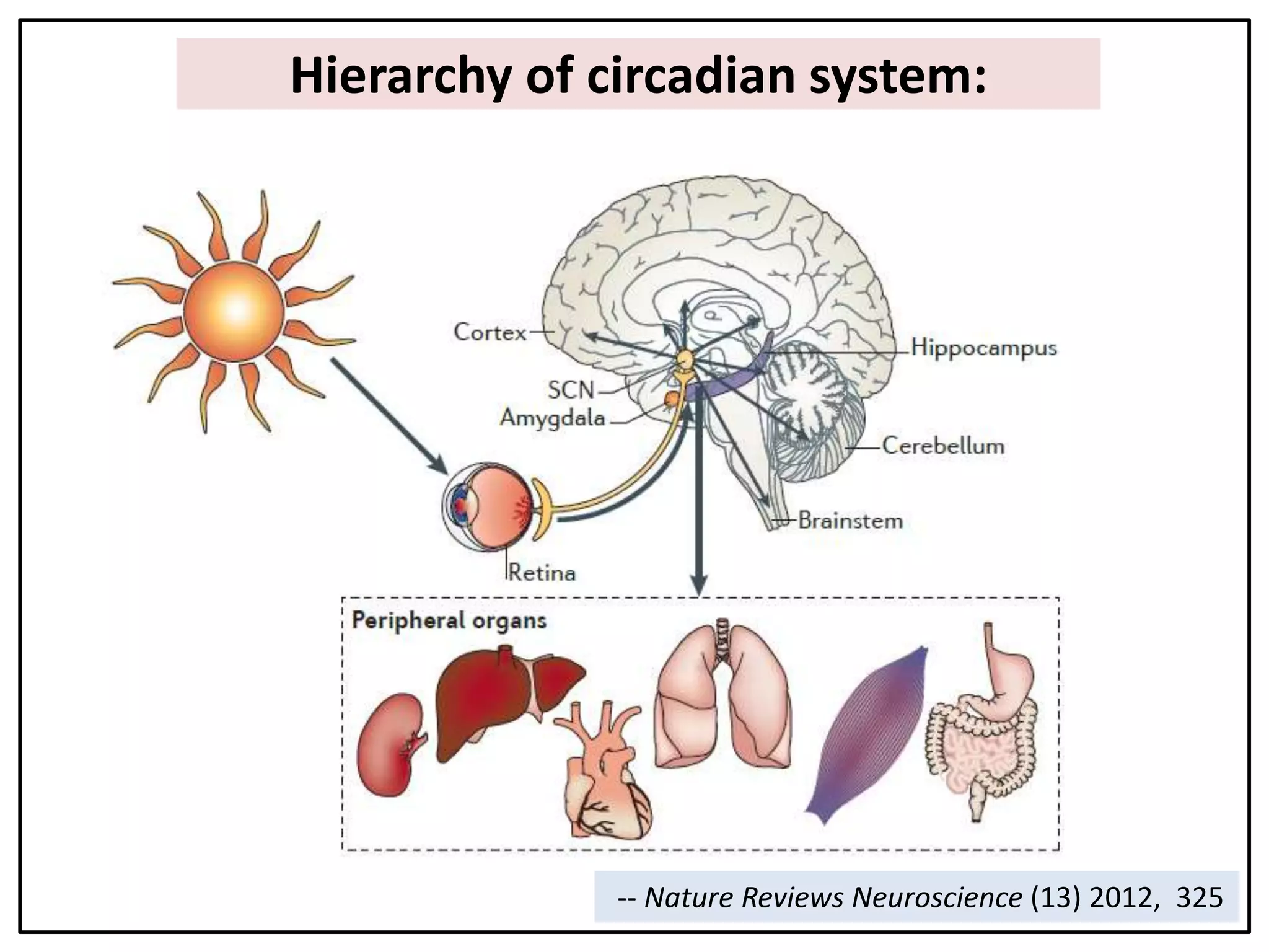 Principal circadian oscillators in mammals. | PPTX
