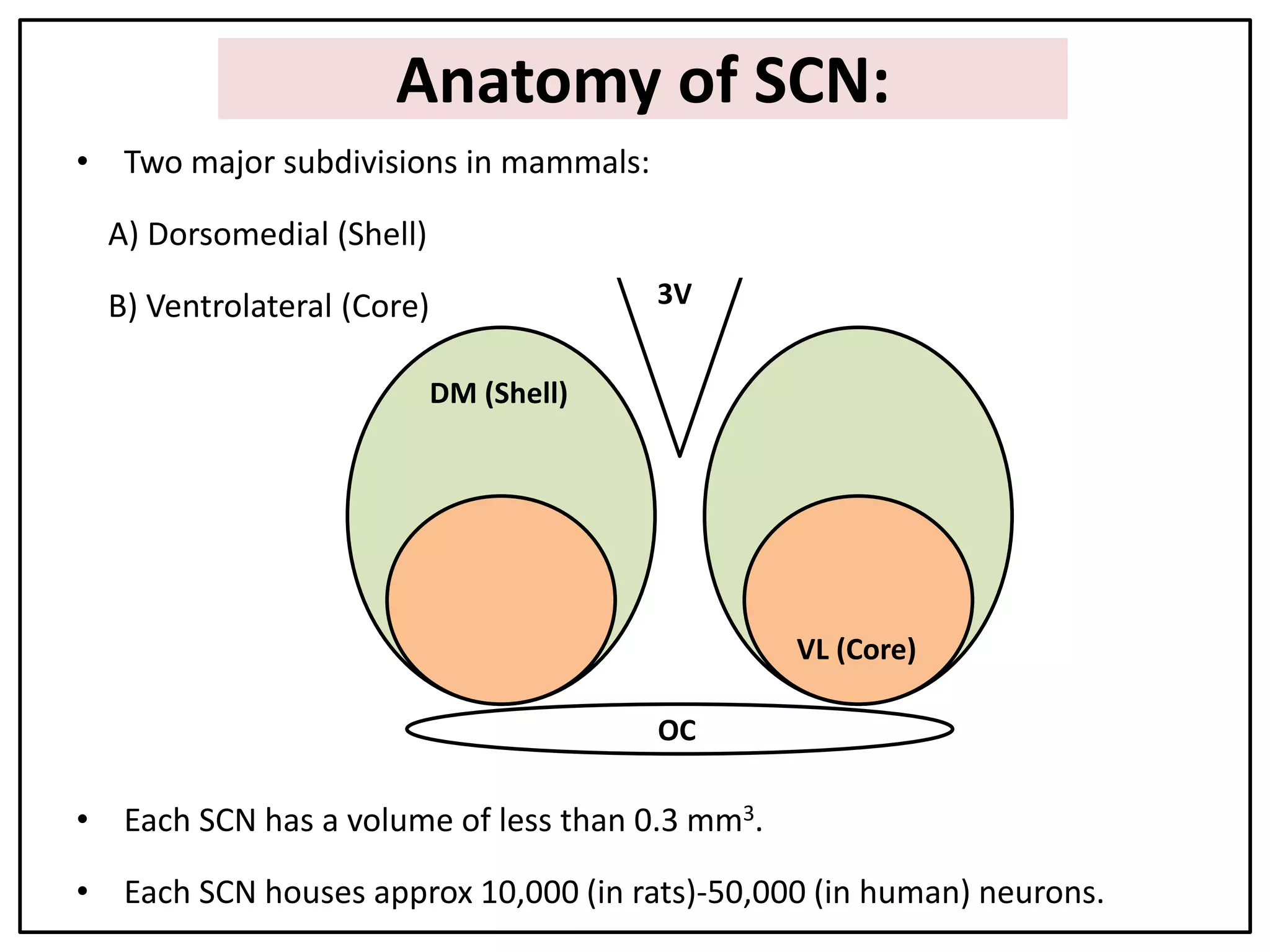 Principal circadian oscillators in mammals. | PPTX