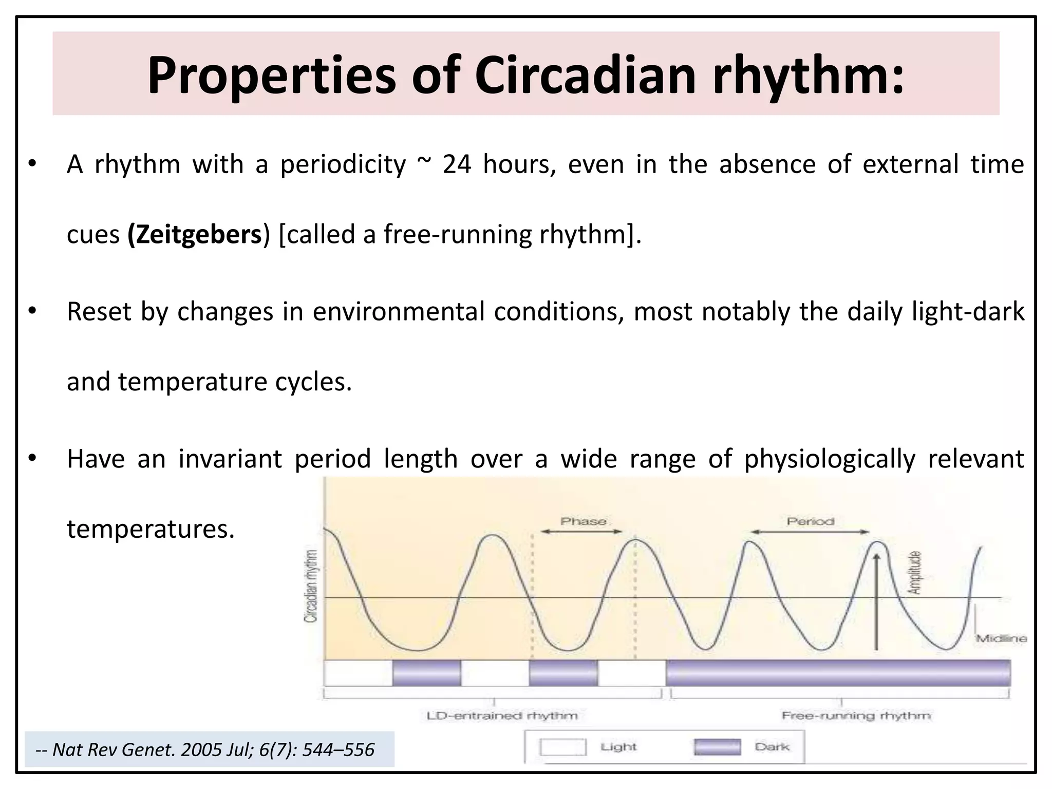 Principal circadian oscillators in mammals. | PPTX