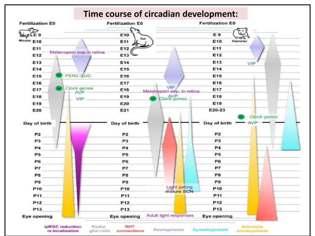 Principal circadian oscillators in mammals. | PPT