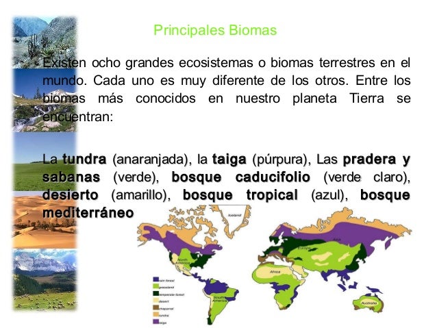 8 Tipos De Biomas Terrestres Caracteristicas Ejemplos Y Fotos Images