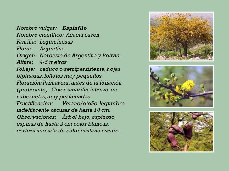 Principales especies de árboles