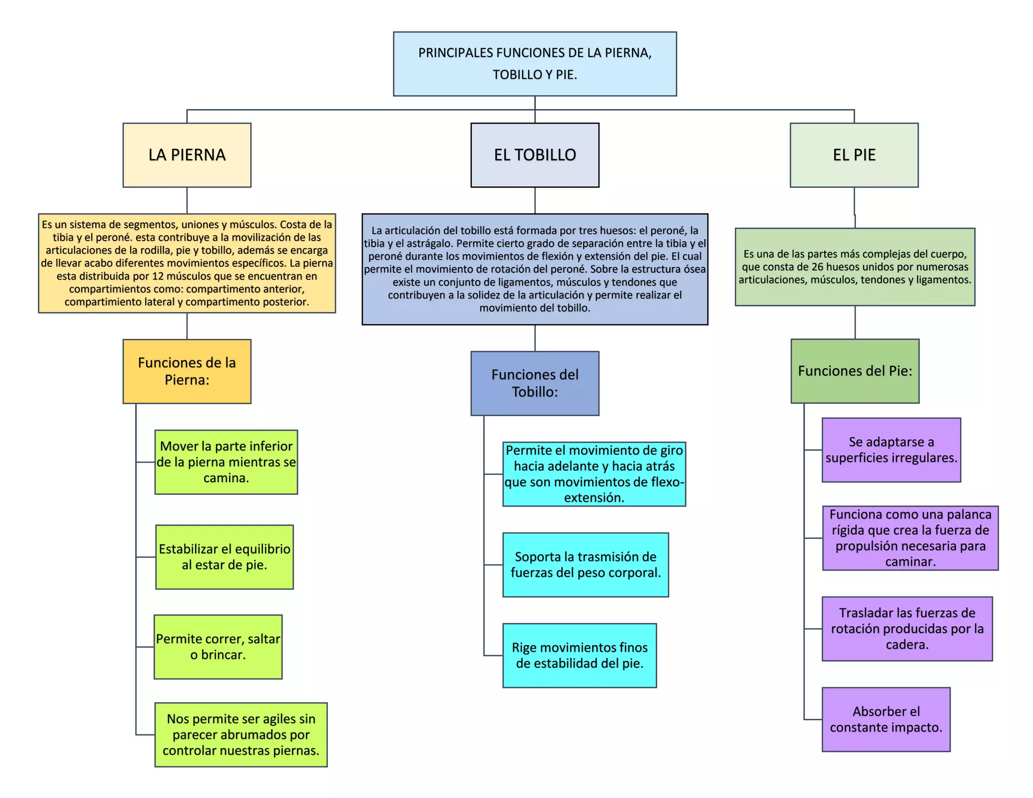Principales Funciones de la Pierna, Tobillo y Pie .pdf