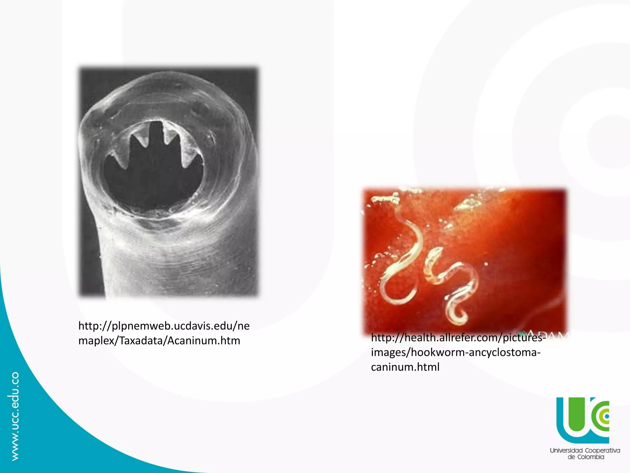 Principales helmintiasis en caninos y felinos | PPT