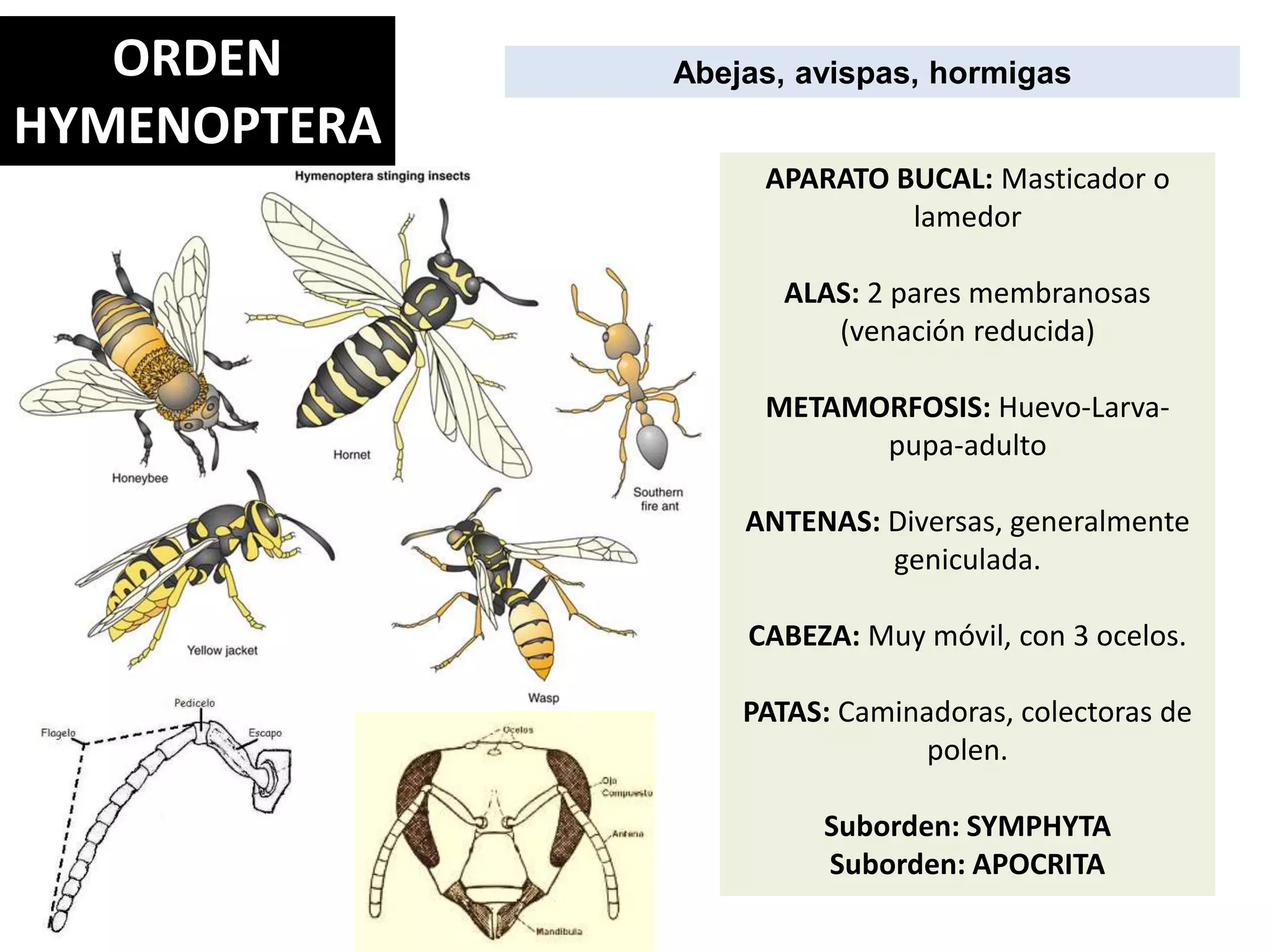 Principales órdenes de insectos - Red Entomológica Villarreal | PPTX