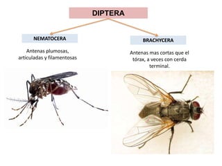 Principales órdenes de insectos - Red Entomológica Villarreal | PPTX