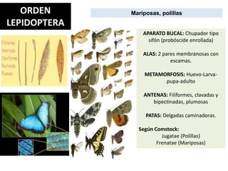 Principales órdenes de insectos - Red Entomológica Villarreal | PPTX