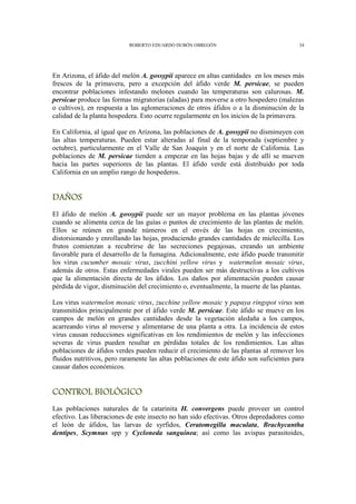 Principales plagas del cultivo de melon y sus enemigos naturales | PDF
