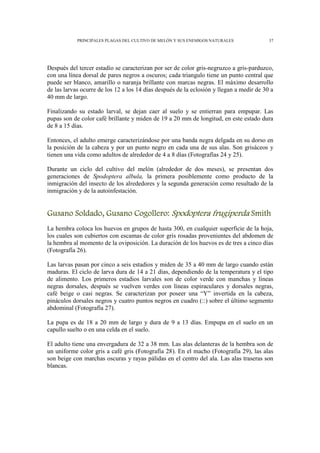 Principales plagas del cultivo de melon y sus enemigos naturales | PDF