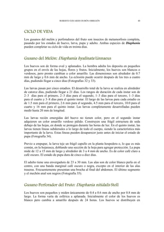 Principales plagas del cultivo de melon y sus enemigos naturales | PDF