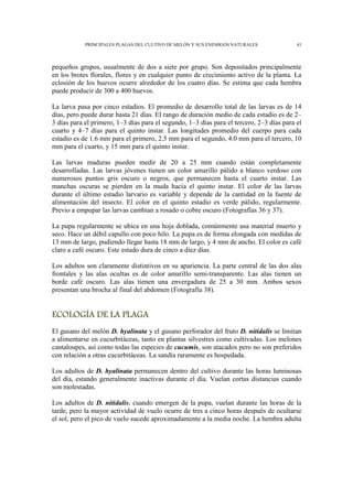 Principales plagas del cultivo de melon y sus enemigos naturales | PDF