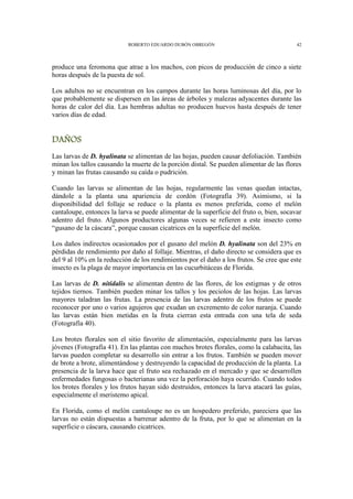 Principales plagas del cultivo de melon y sus enemigos naturales | PDF