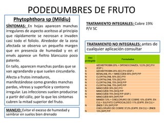 Principales plagas y enfermades | PPTX