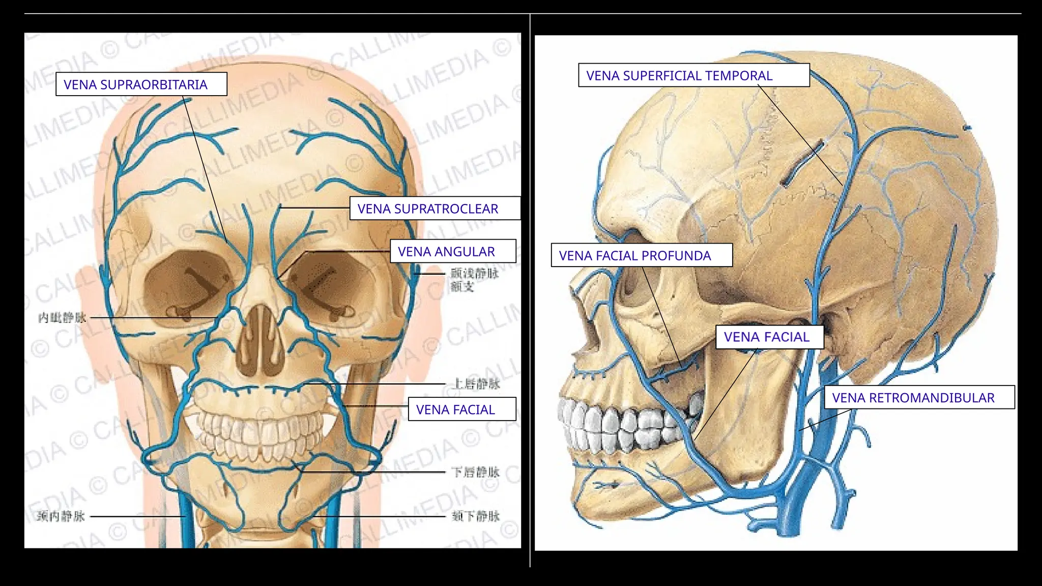 PRINCIPALES VENAS DE LA CARA Y SUS AFLUENTES.pptx