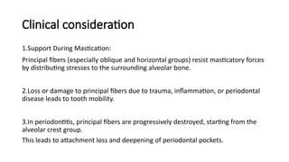 PRINCIPAL FIBERS OF PERIODONTAL LIGAMENT 2.pptx