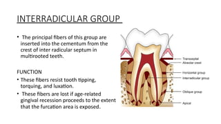 PRINCIPAL FIBERS OF PERIODONTAL LIGAMENT 2.pptx