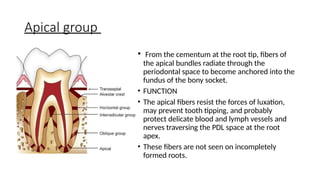 PRINCIPAL FIBERS OF PERIODONTAL LIGAMENT New 2.pptx
