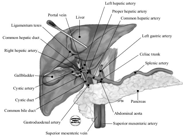 Gallbladder Anatomy Hartmann Pouch