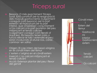 Principals músculs en el futbol | PPT