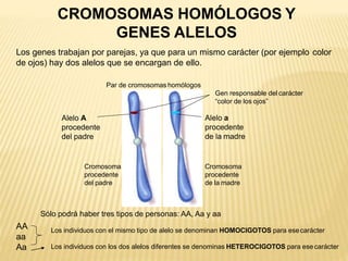 PRINCIPIO BASICO DE LA GENETICA.pptx