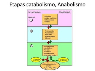 Catabolismo,anabolismo | PPTX