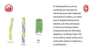 Principios basicos de fisiologia celular.pptx