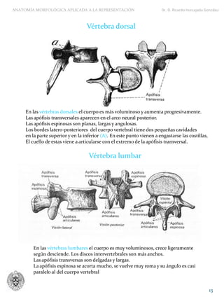 PRINCIPIOS_BÁSICOS_DE_OSTEOLOGÍA_APLICADOS_A_LA_REPRESENTACIÓN_DE_LA ...