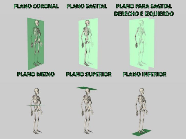 Principios de anatomia