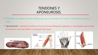 Principios de anatomia | PPTX