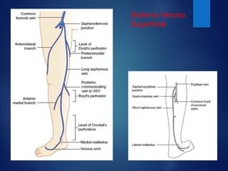 PRINCIPIOS DE DOPPLER VENOSO DE LOS MIEMBROS INFERIORES XXX.ppt