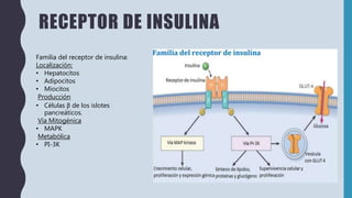 Principios de endocrinología | PPTX