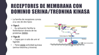 Principios de endocrinología | PPT