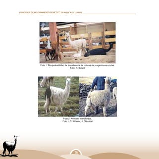 PRINCIPIOS DE MEJORA GENETICA EN ALPACAS | PDF