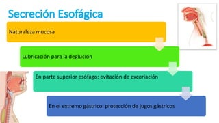 Principios generales de la secreción del tubo digestivo | PPTX