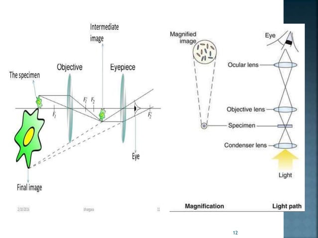 principleandapplicationsofbright-fieldmicroscopy-200512174600 (1).pptx ...
