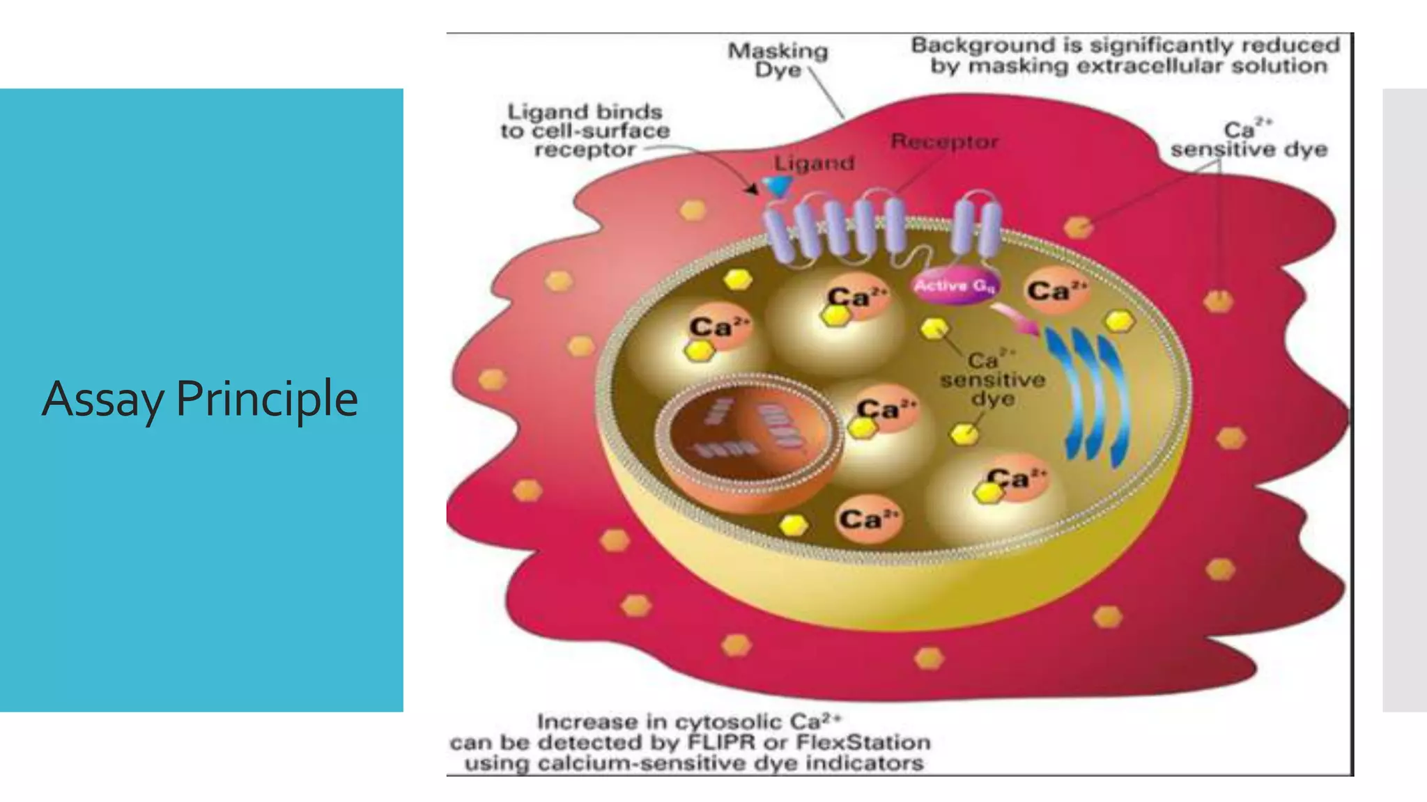 Principle and applications of glucose uptake and calcium influx assay ...
