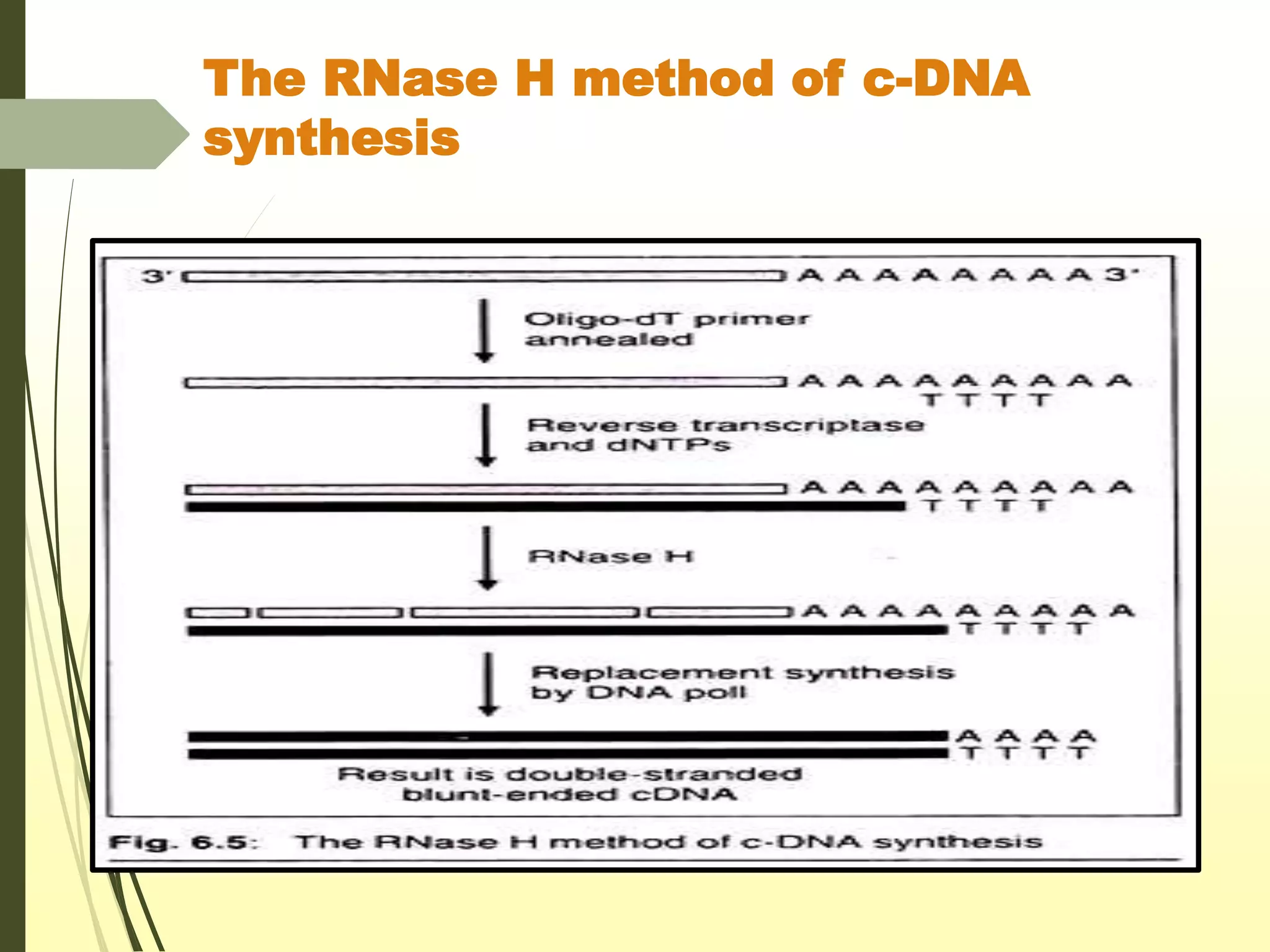 Principle and procedure for making Genomic library and cDNA library.pptx