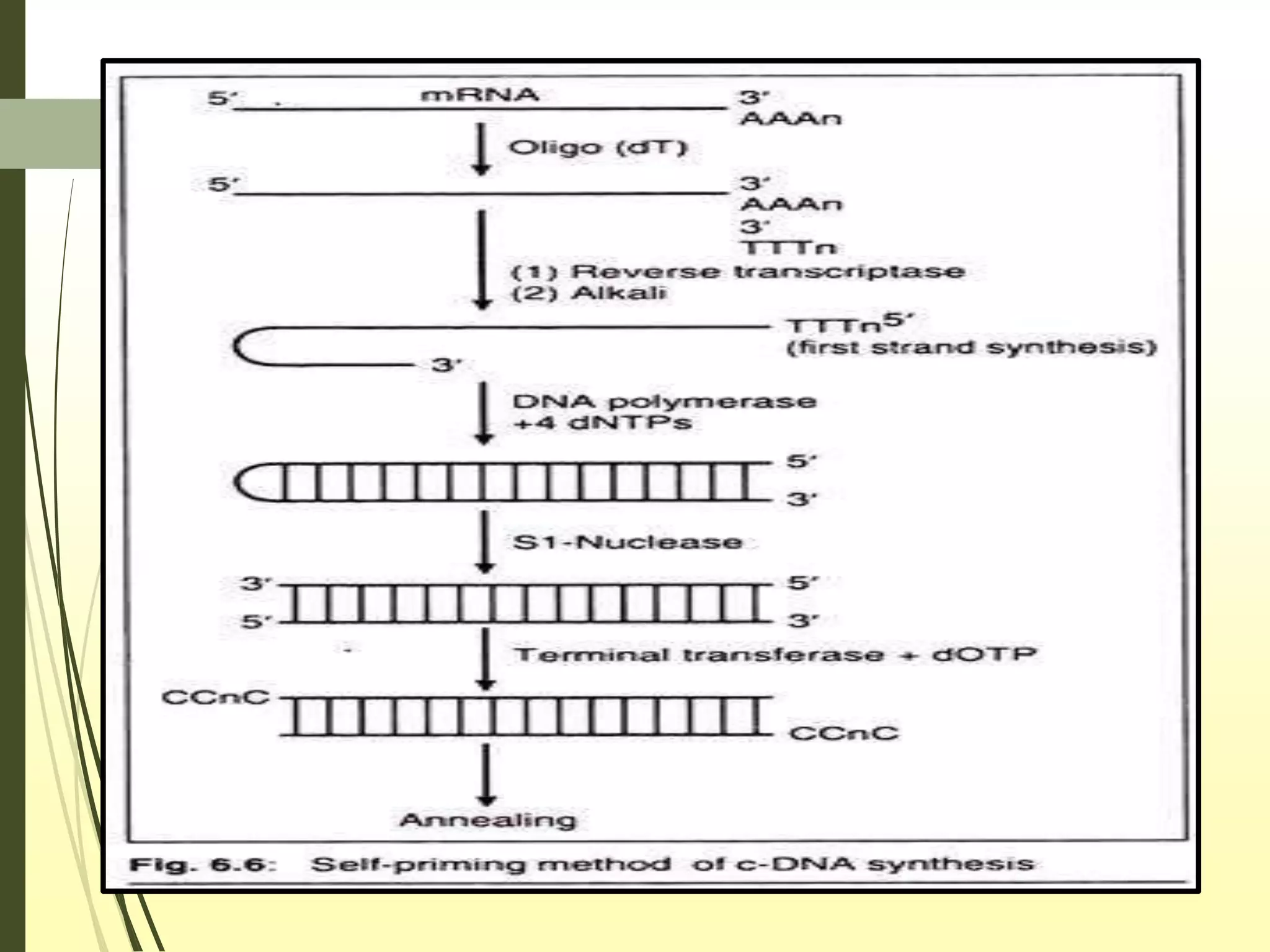 Principle and procedure for making Genomic library and cDNA library.pptx