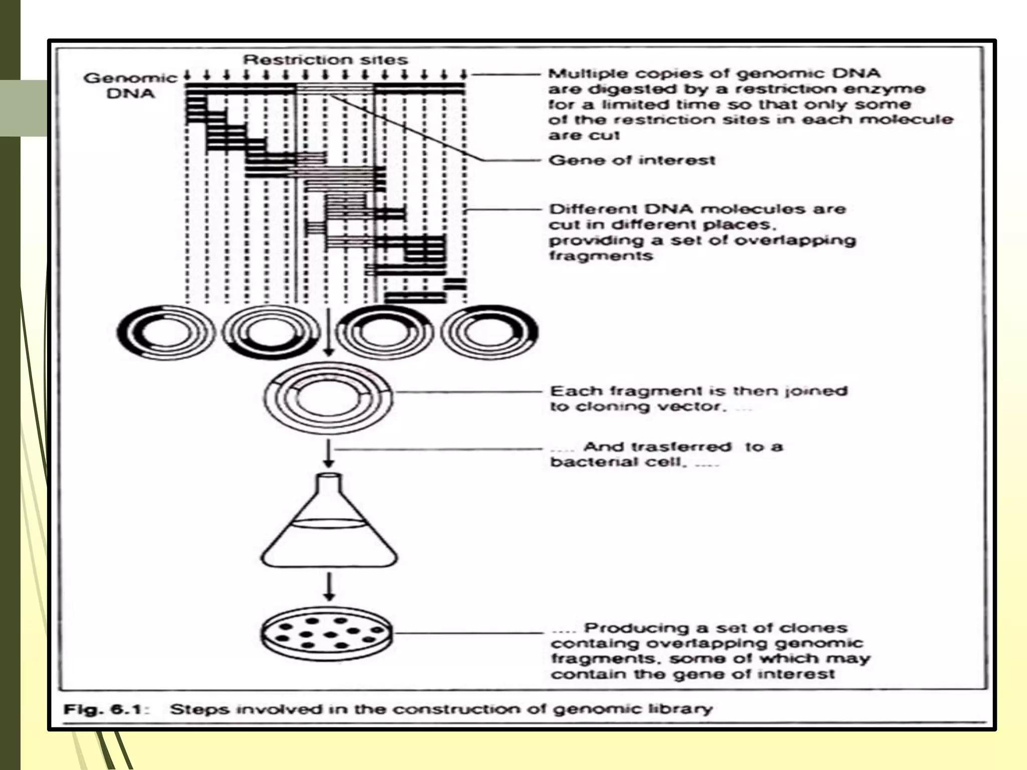 Principle and procedure for making Genomic library and cDNA library.pptx