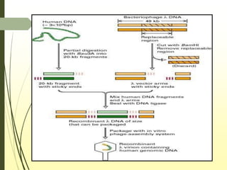 Principle and procedure for making Genomic library and cDNA library.pptx